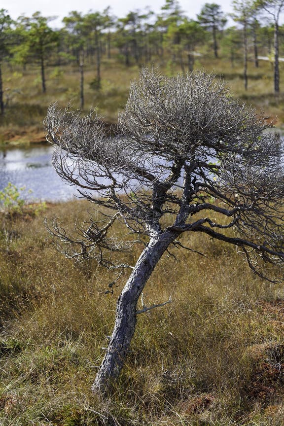 Het moeras stock foto. Image of gras, blauw, toneel - 103593348
