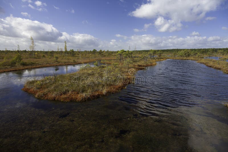 Het moeras stock foto. Image of toneel, gras, gevaar - 103593460