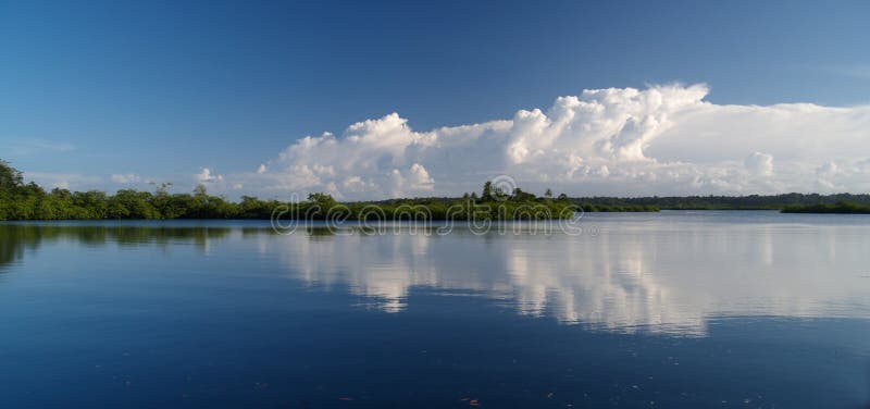 Het moeras van de mangrove stock foto. Image of moeras - 2085862