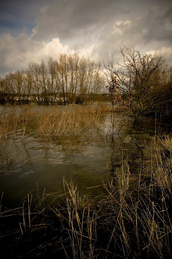Het Moeras Van De Rivier Van Rijn Stock Afbeelding - Image of moeras ...