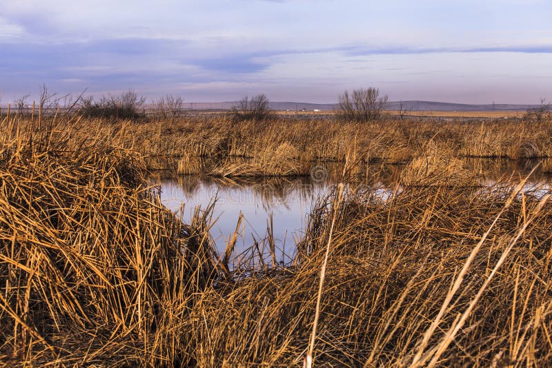 Het Moeras Van Het Moerasland Stock Foto - Image of rivierbedding ...