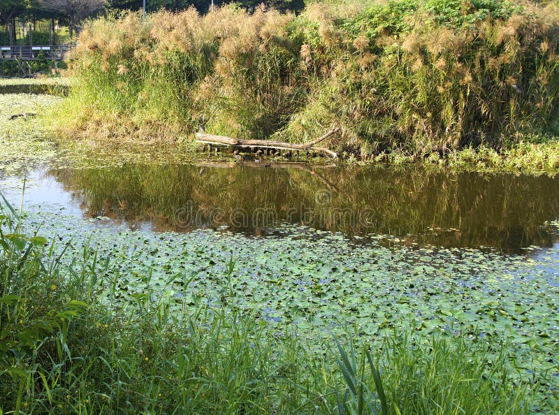 Het Moeras Van Het Moerasland Dichtbij Stad I Stock Afbeelding - Image ...