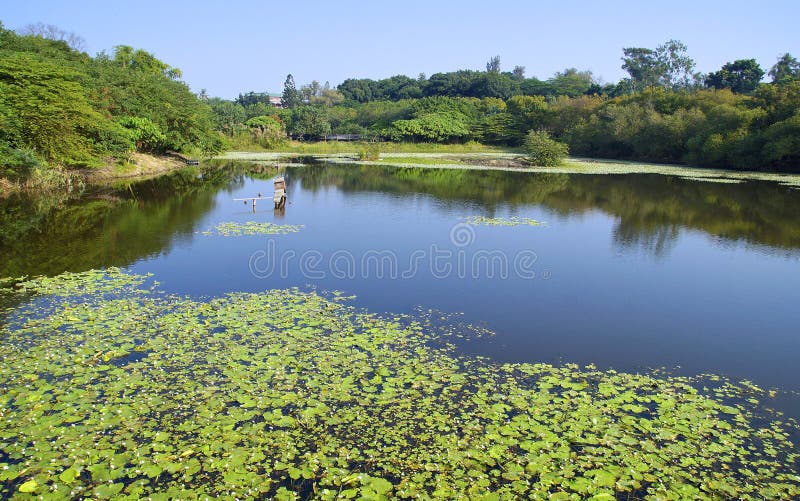 Het Moeras Van Het Moerasland Dichtbij Stad I Stock Afbeelding - Image ...