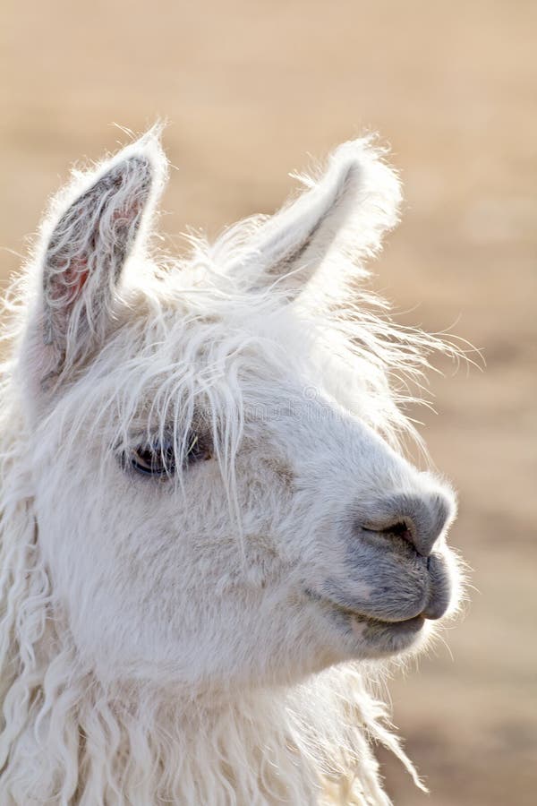 Het Mooie Backlit Witte Hoofd Van De Lama Stock Foto - Image of lama ...