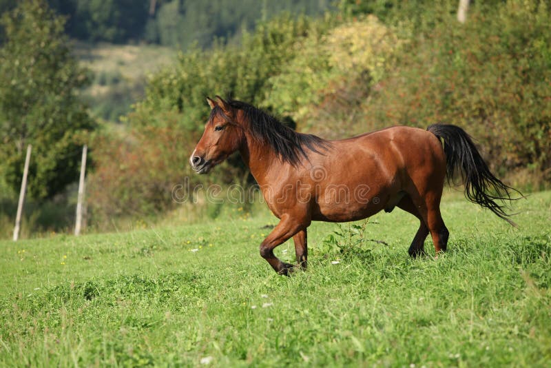 Het Mooie Bruine Paard Lopen Stock Afbeelding - Image of zoogdier ...