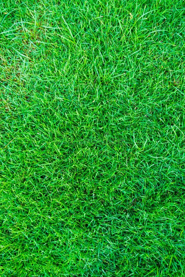 Het Mooie Groene Gras Voelt Verse Textuur Stock Foto - Image of ...