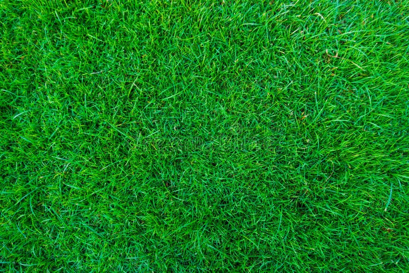 Het Mooie Groene Gras Voelt Verse Textuur Stock Afbeelding - Image of ...