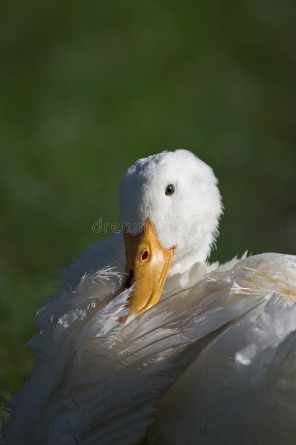 Het Mooie Witte Gans Letten Op Stock Foto - Image of hoofd, gans: 223588