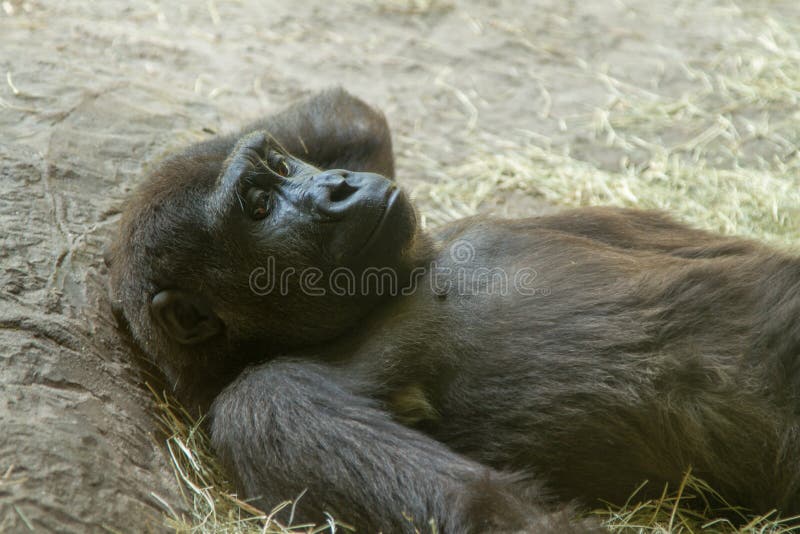 Het Nadenkende Ontspannen Van De Gorilla Stock Foto - Image of verdriet ...