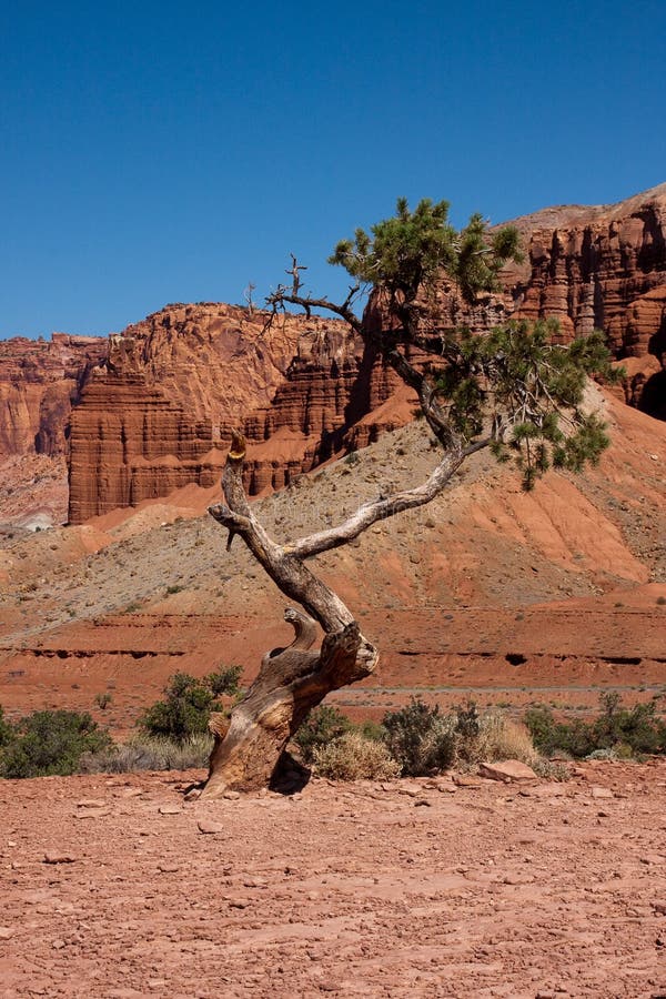 Het Nationale Park Van De Ertsader Van Het Capitool Stock Afbeelding ...