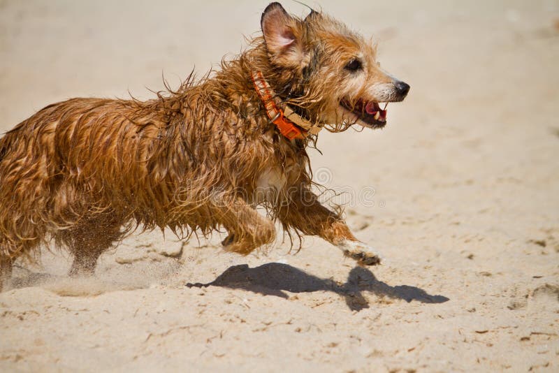 Het Natte Binnenlandse Hond Lopen Stock Foto - Image of geel, zwem ...