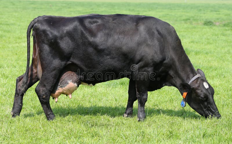 Het Nederlandse Melkkoe Weiden Stock Afbeelding - Image of landelijk ...