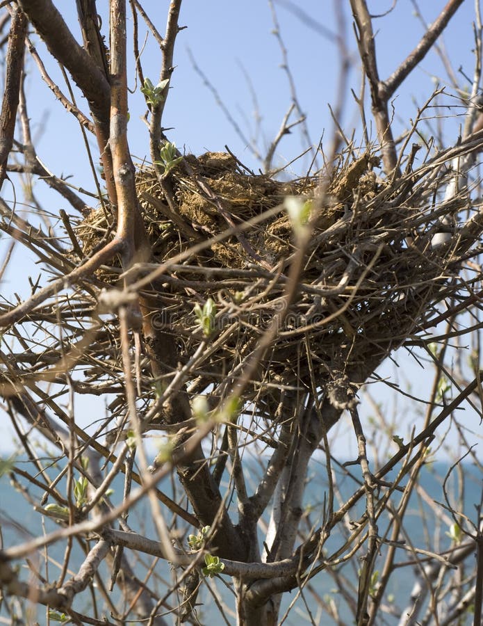 Het nest van de vogel stock afbeelding. Image of horizontaal - 14656935