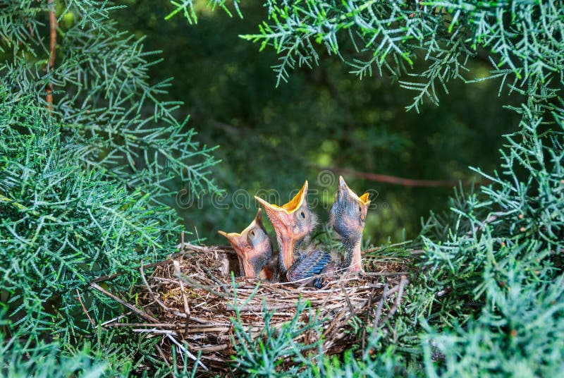Het Nest Van De Vogel Op Een Boom Met Eieren Stock Foto - Afbeelding ...