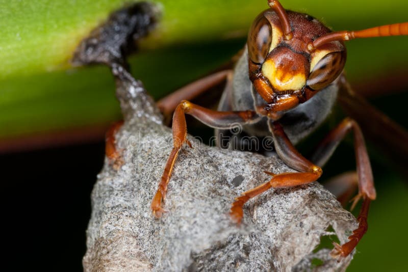 Het nest van de wesp stock foto. Image of dier, toppositie - 19973900