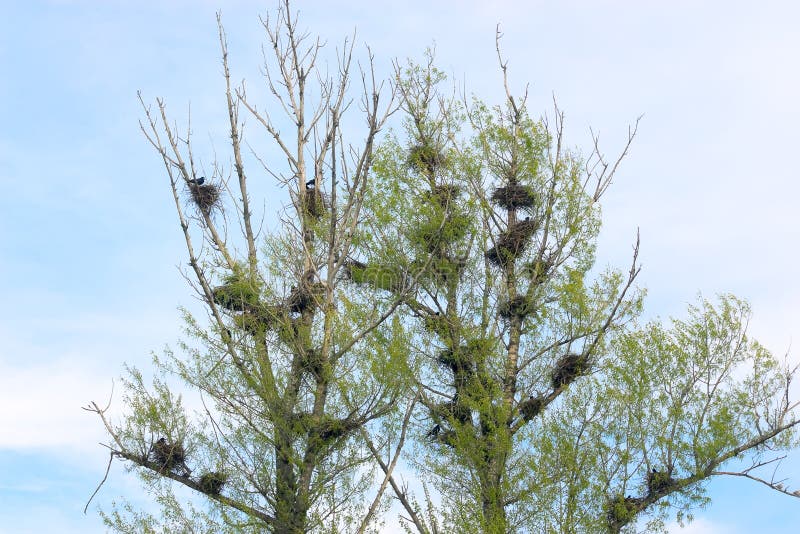 Het nest van kraaien stock foto. Image of nesten, huis - 29099778