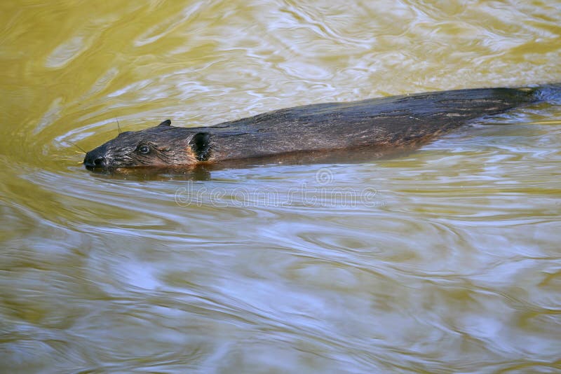 Zwemmende bever stock foto. Image of bevers, staart - 172680168