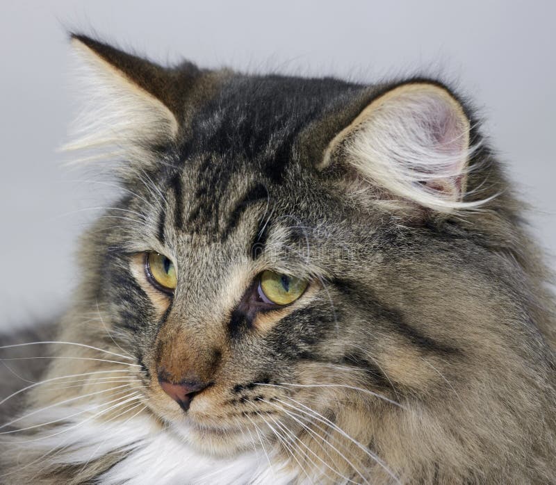 Noorse Boskat stock afbeelding. Image of ontspanning - 24847095