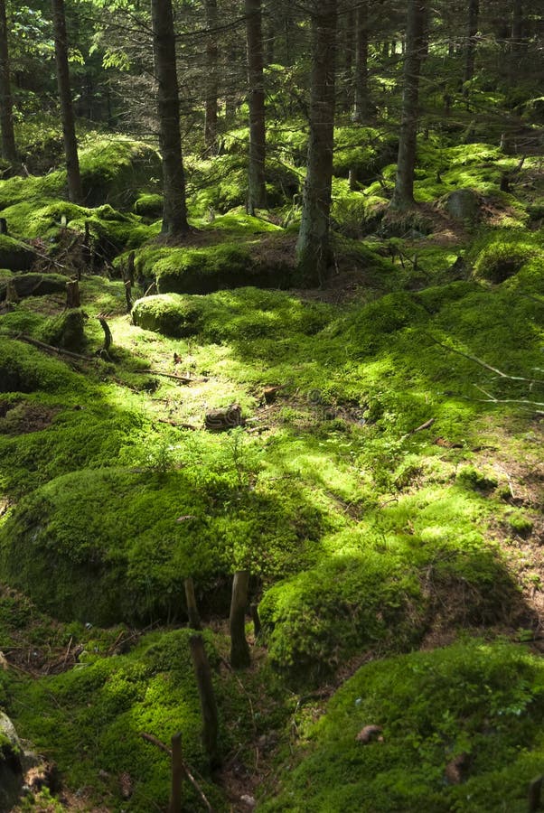 Het oerwoud stock foto. Image of diep, decompositie, ecosysteem - 27587428