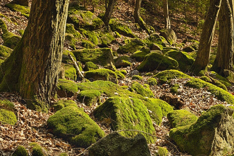 Het Oerwoud Met De Bodem Van Hdr Stock Foto - Image of nave, schaduw ...