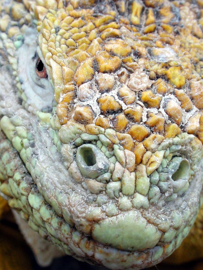 De Huid van de hagedis stock afbeelding. Image of huid - 484219
