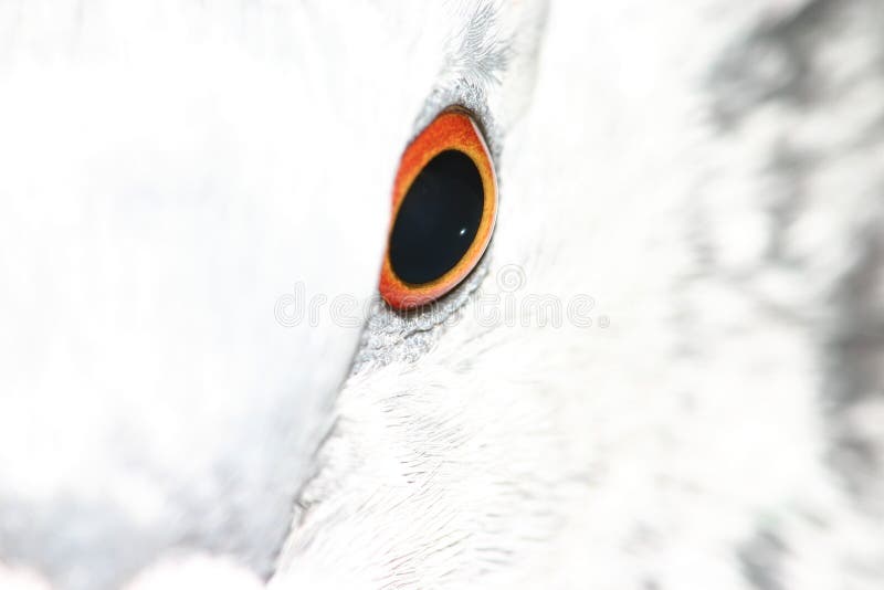 Duivenoog stock foto. Image of leerling, duivel, hoofd - 283484