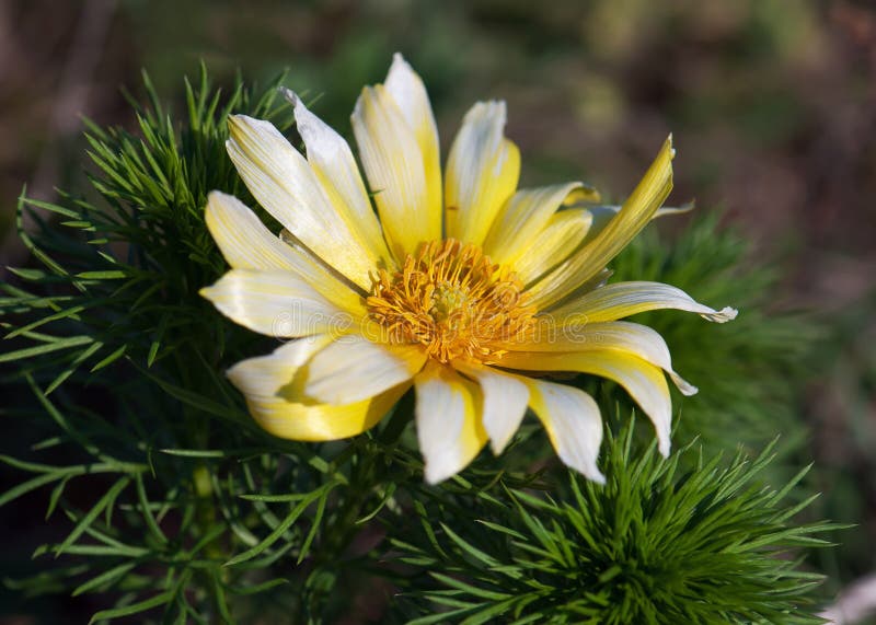 Het Oog Van De Fazant (Adonis-vernalis) Stock Foto - Image of contrast ...