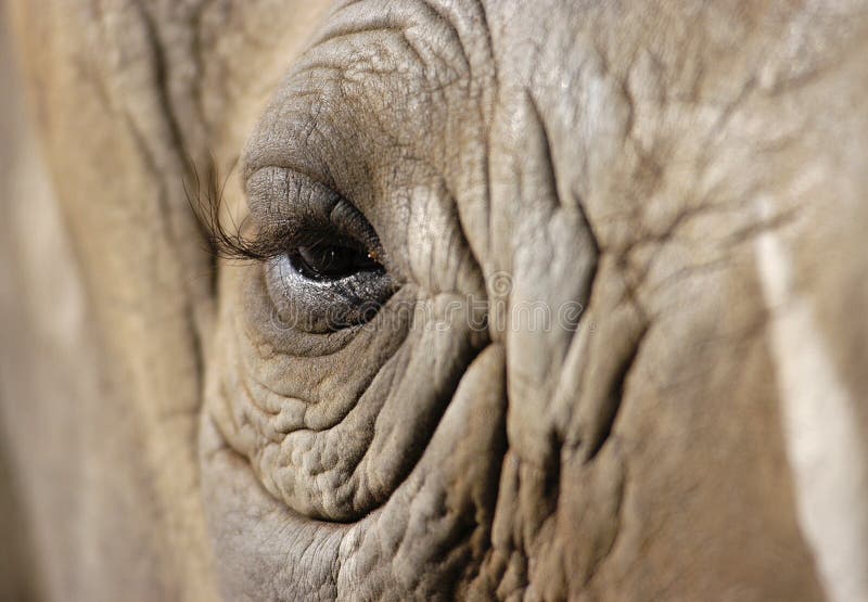 Oog van een olifant stock foto. Afbeelding bestaande uit naughty - 29796098