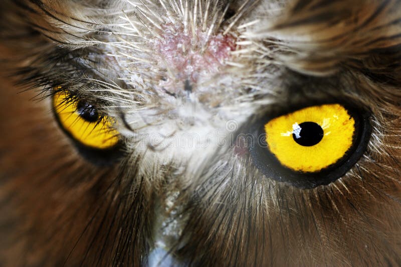Het oog van de uil stock afbeelding. Image of oogbal, macro - 1101823