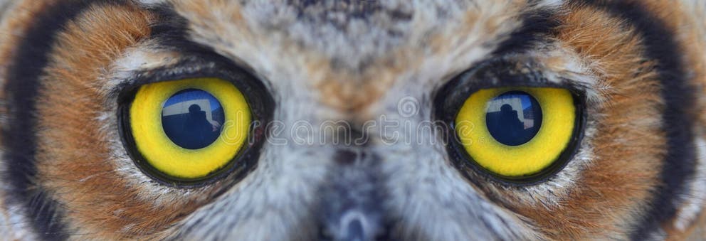 Het oog van de uil stock foto. Image of wild, dier, geel - 11290762