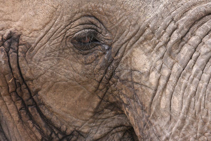 Het oog van een olifant stock afbeelding. Image of afrika - 20794531