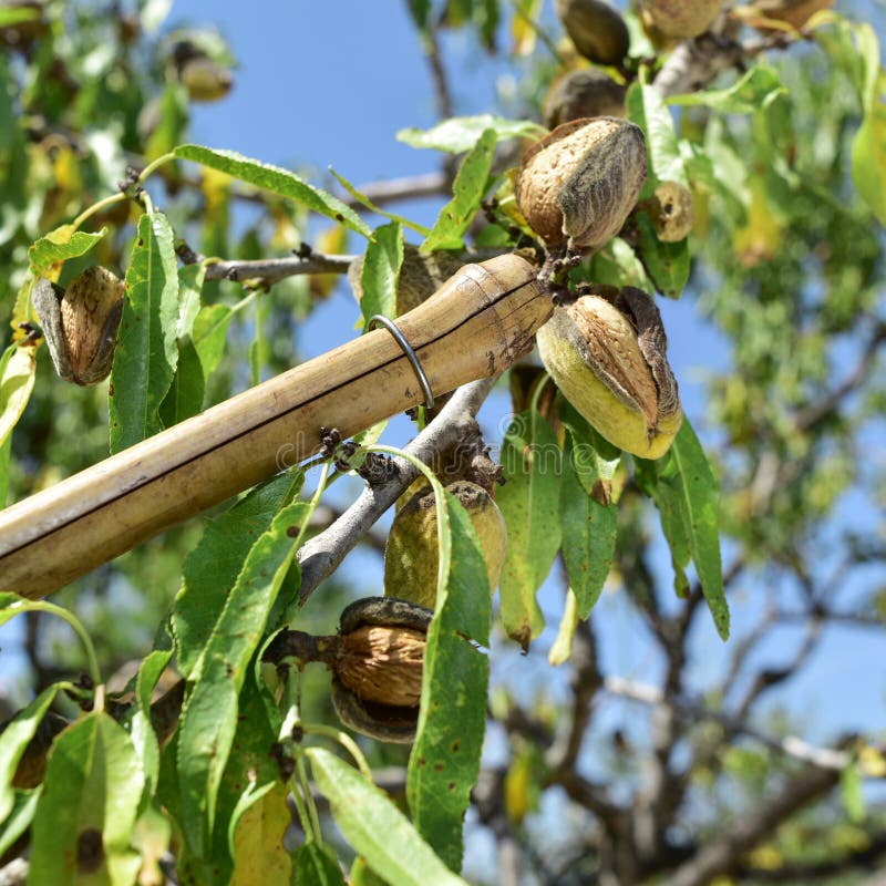 De boom van de amandel stock afbeelding. Image of vrucht - 13797807