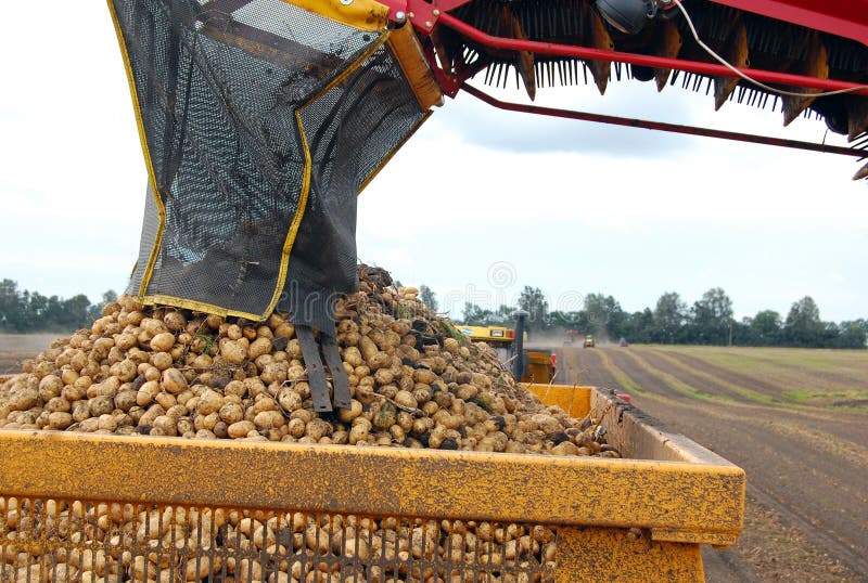 Nieuwe Aardappeloogst Op Een Aardappelveld Stock Afbeelding - Image of ...