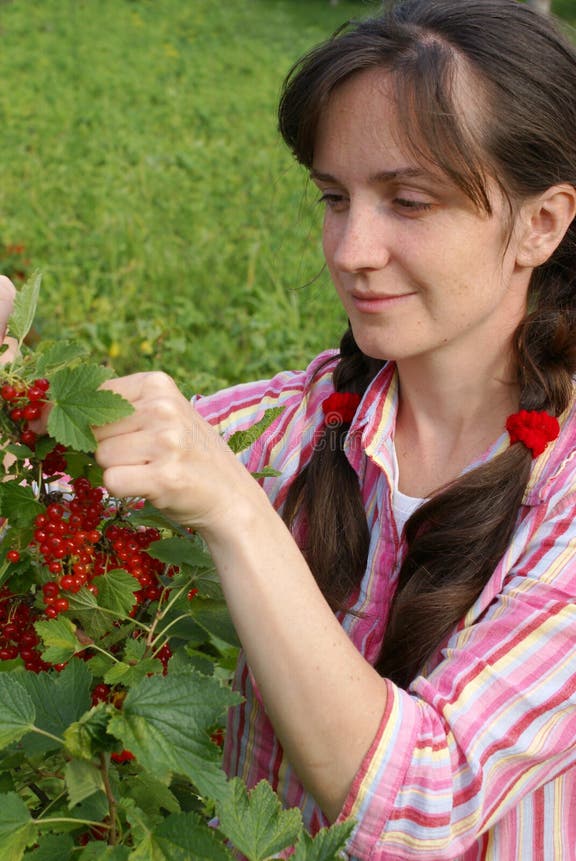 Het Oogsten Van Een Rode Aalbes Stock Foto - Image of vlecht, bessen ...