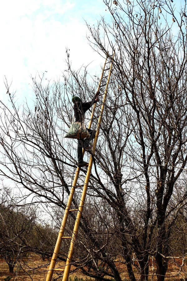 Het Oogsten Van Tamarinde Op Boom Stock Foto - Image of tuinman, vuil ...