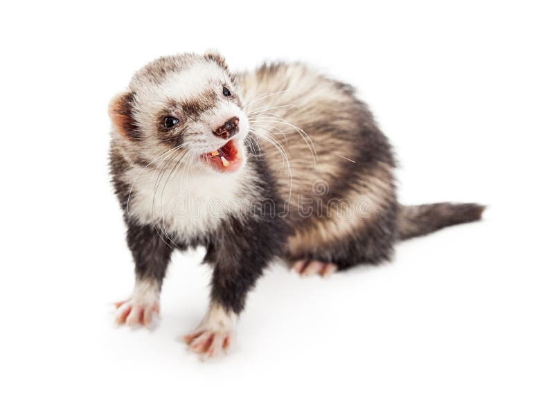 Het Open Grappige Fret Van De Fretmond Stock Afbeelding - Image of hoog ...