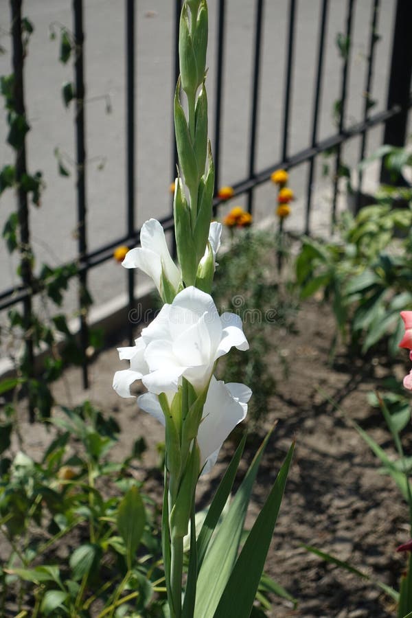 Het Openen Van Witte Bloemen Van Gladiolen Stock Foto - Image of knop ...