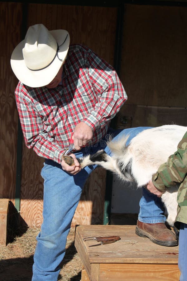 Hoef van een geit stock foto. Image of hoed, gesleept - 151402378