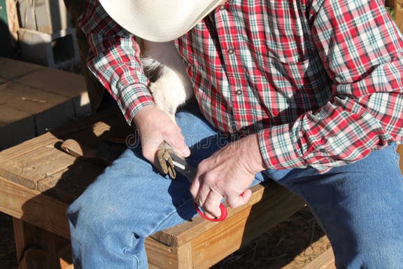 Hoefverzorging 3 stock afbeelding. Image of geit, dierenarts - 23597289