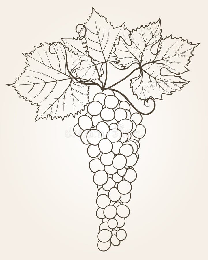 Het overzicht van de druif vector illustratie. Illustration of ...