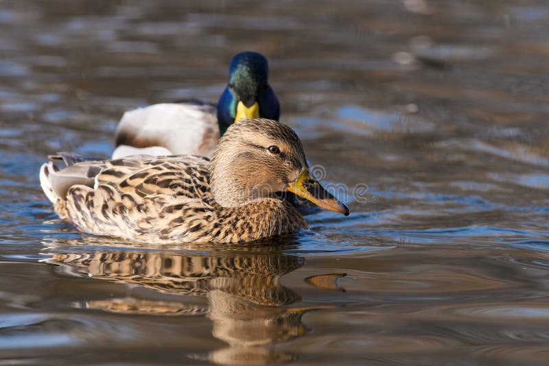 Het Paar Van De Eend Van De Wilde Eend Op Water Stock Foto - Image of ...
