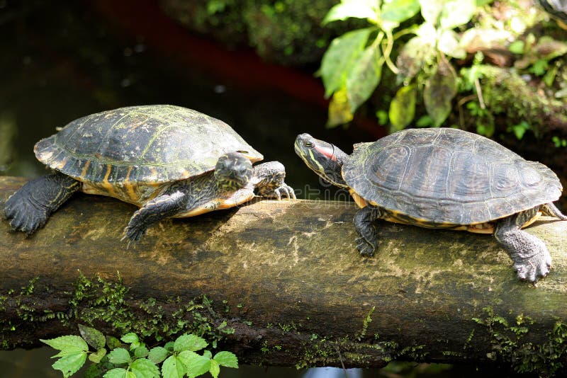 Het paar van schildpadden stock foto. Image of zwem, tropisch - 768124