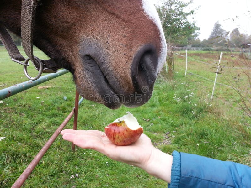 Het paard eet van een hand stock foto. Afbeelding bestaande uit hemel ...