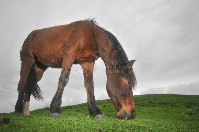 Het Paard Eet Gras in Weiland Met Huis En Omheining. Stock Foto - Image ...