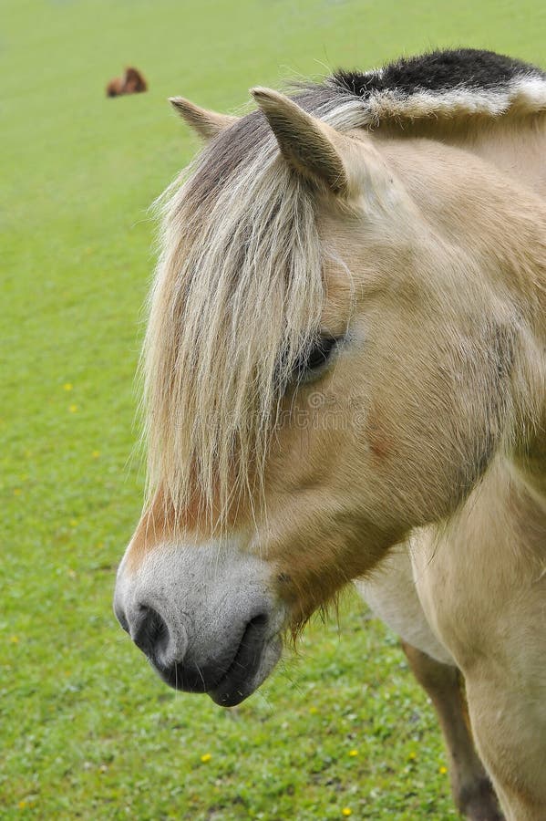 Het Paard van de fjord stock afbeelding. Image of jong - 14503355