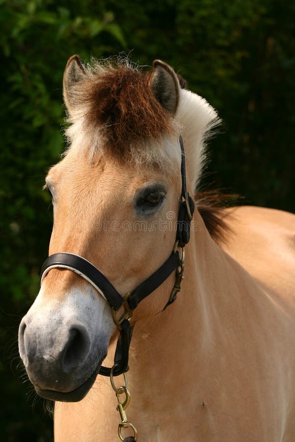 Het paard van de fjord stock foto. Image of groen, paarden - 2927398