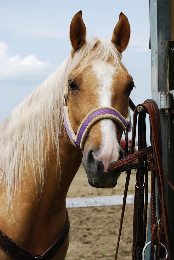 Haflinger Lichtbruin Paard Openlucht Stock Foto - Image of manen ...