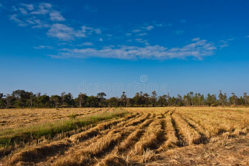 Het Padieveld Van De Padie Na Het Oogsten Stock Foto - Image of gezond ...