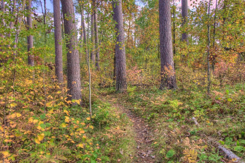 Bovenloop Van De Rivier Van De Mississippi Bij Meer Itasca Stock ...