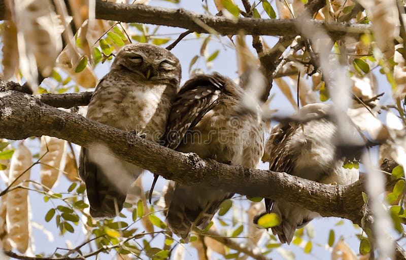 Het Parlement Van Bevlekte Jonge Uilen Stock Afbeelding - Image of ...